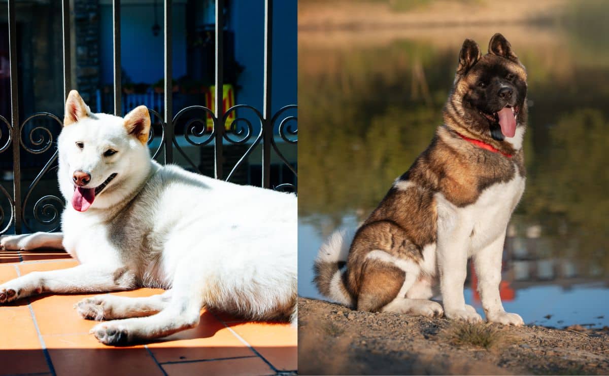 Japanese vs American Akita: Discover Their Similarities & Differences