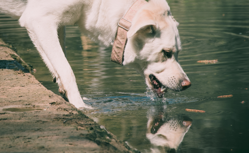 Too Much Of A Good Thing: How Water Intoxication Happens In Dogs