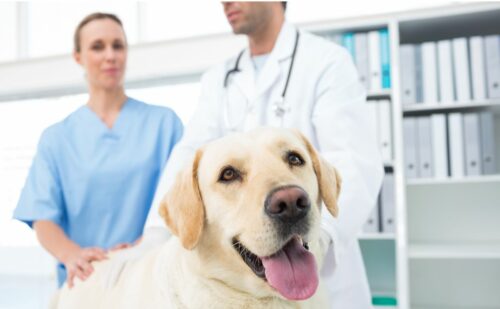 9 Shocking Labrador Retriever Health Issues Hiding Behind That Happy ...