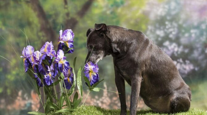 Help My Dog Ate A Crocus! Are Crocuses Poisonous To Dogs? | Canine Journal
