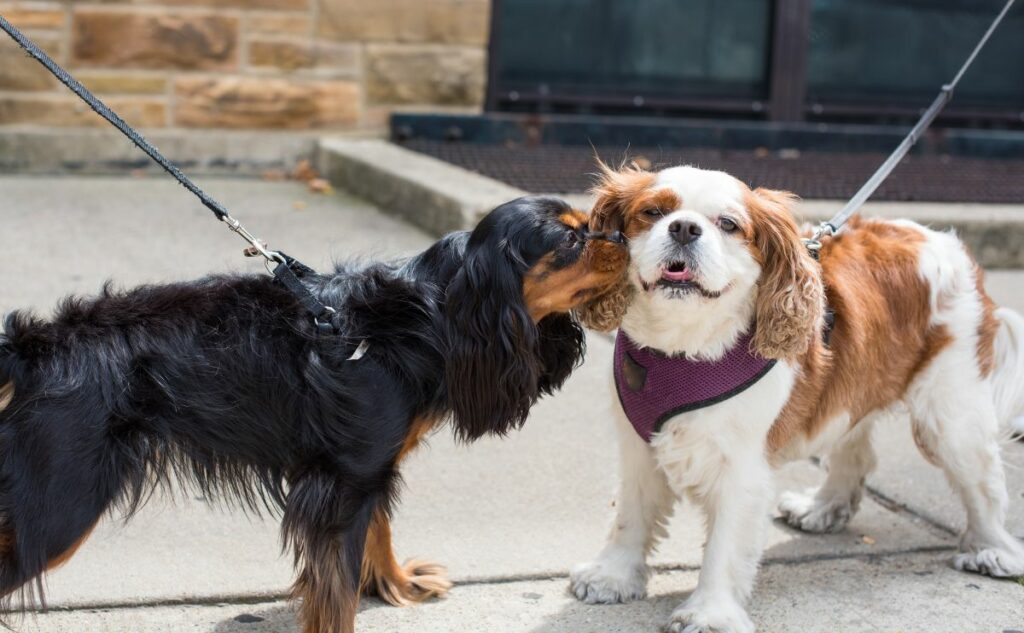 Lemonade Pet Insurance vs Healthy Paws: Coverage, Customer Service ...