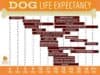 Life Expectancy of Dogs: How Long Will My Dog Live?