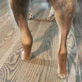 What To Do If Your Dog Gets Stung By A Bee, Wasp, Or Other Bug ...