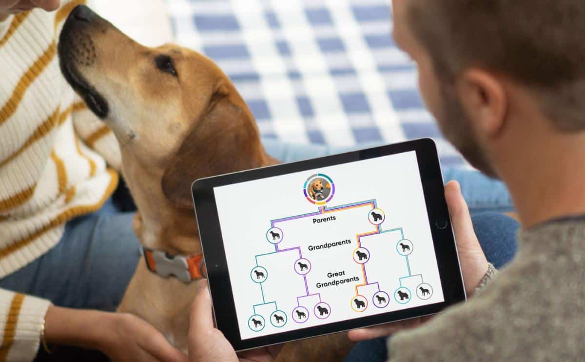 Best Dog DNA Test Kit For Breed Identification, Health, Budget & More