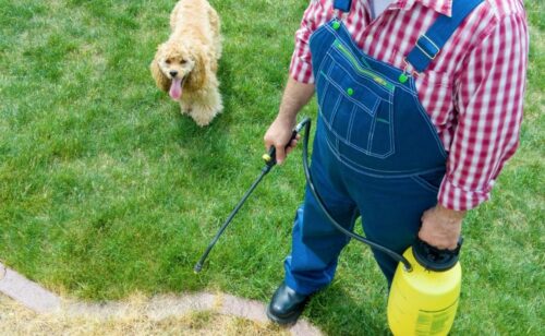 Is Roundup Safe For Dogs? Should You Use This Popular Weed Killer On ...