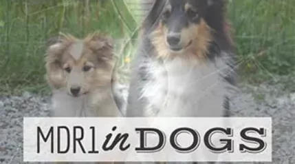 Health Archives | Canine Journal