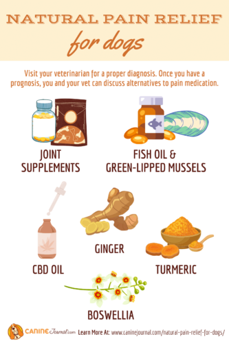 Best Natural Pain Relief For Dogs: Holistic & Alternative Therapies ...