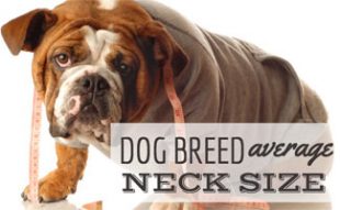 What’s Your Dog Breed’s Average Neck Size And Weight? – CanineJournal.com