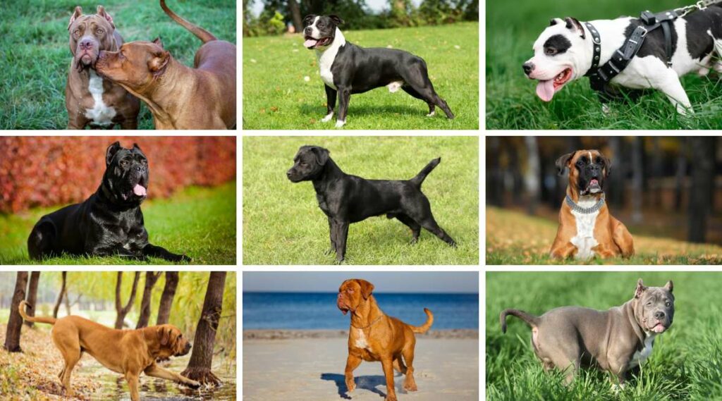 Dog Names That Start With B: 260+ B Dog Name Ideas | Canine Journal