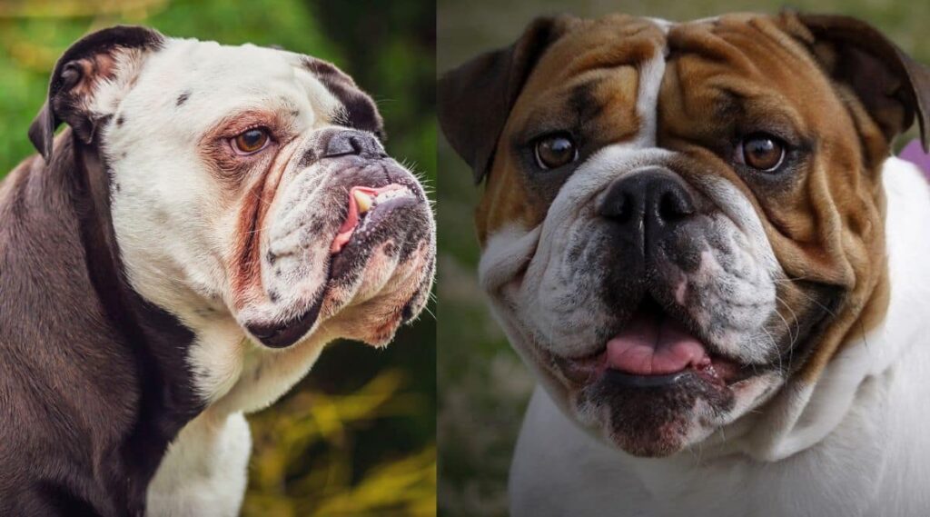 English Mastiff vs. Irish Wolfhound: Breed Differences & Similarities - Canine Journal