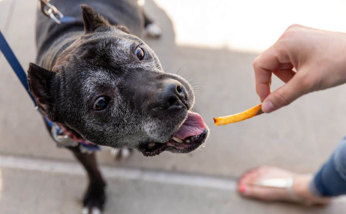 Can Dogs Eat French Fries? Are French Fries Good or Bad For Dogs ...