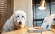 How Smart Is Your Dog? 10 Breeds That Outsmart The Rest - Canine Journal