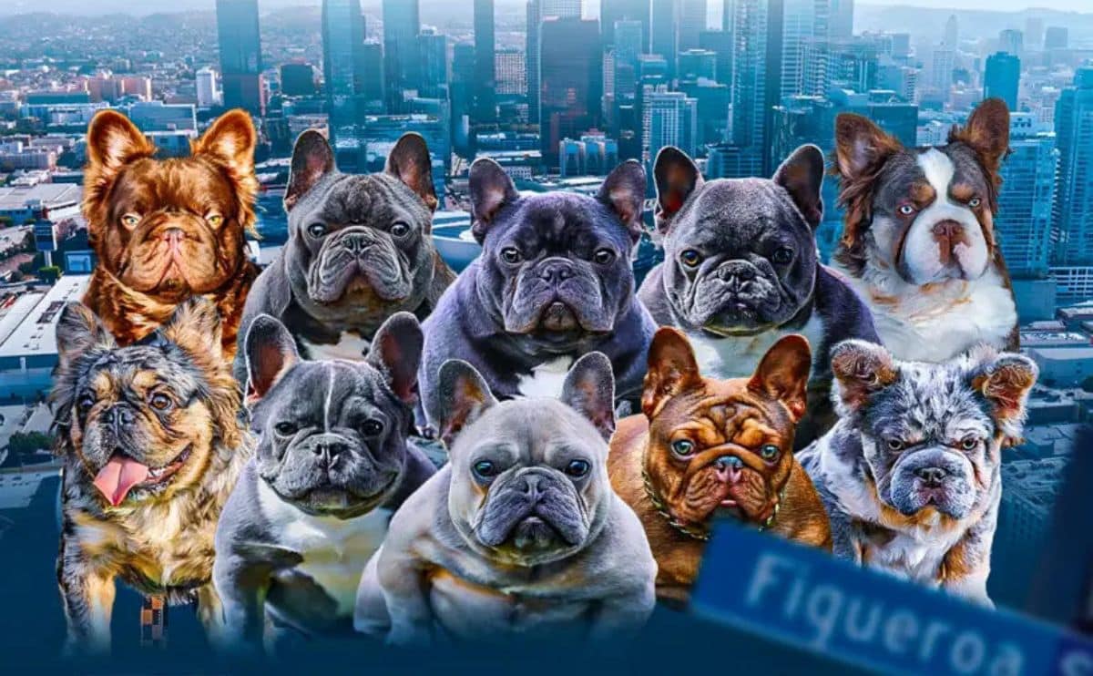 Annual Dog Breed Meet-Ups & Events In 2025 For Dog Lovers - Canine Journal