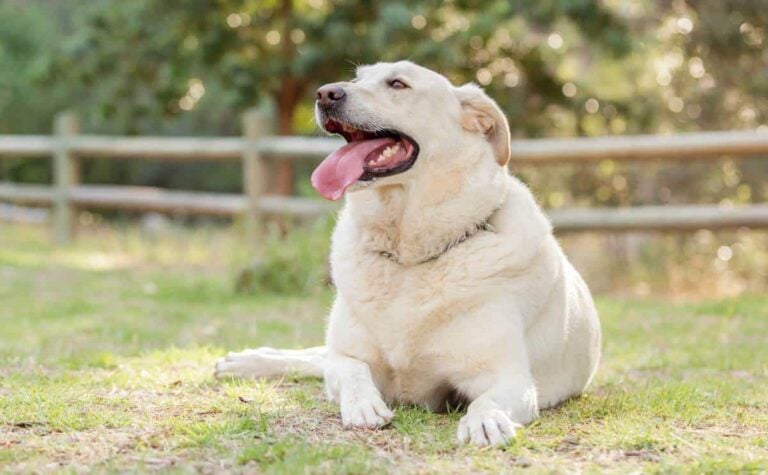 Obese Dogs: 59% of Dogs Struggle with This—Does Yours? - Canine Journal
