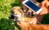 2025 Dog Trends: 15 Hottest Predictions On What's Next For Pups ...