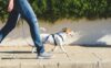 How Often Should You Walk Your Dog? The Answer Might Surprise You!