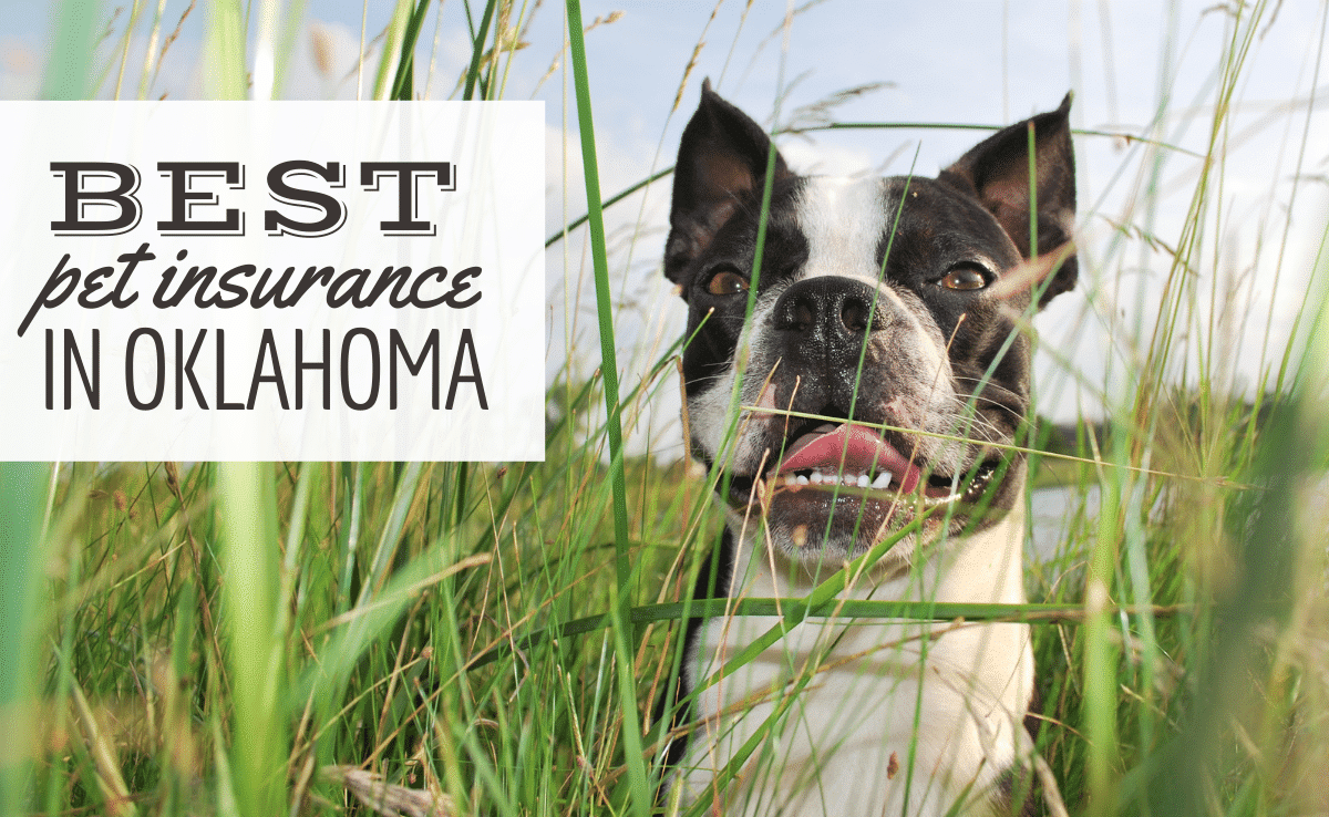 Best Pet Insurance In Oklahoma: Companies Reviewed In Tulsa, Oklahoma ...