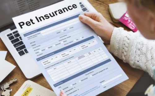 Healthy Paws vs Pets Best: A Pet Insurance Specialist Weighs In