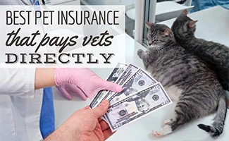 Best Pet Insurance That Pays Vets Directly - Canine Journal