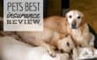 Pets Best Review: Putting Your Pets First? – CanineJournal.com