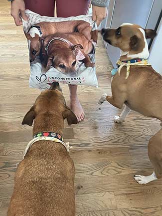 Best Gifts For Dog Lovers: 13 Ideas To Woof About | Canine Journal