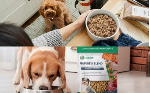 Dr. Marty Dog Food vs The Farmer's Dog: Which Brand Is Best For Your Pup?