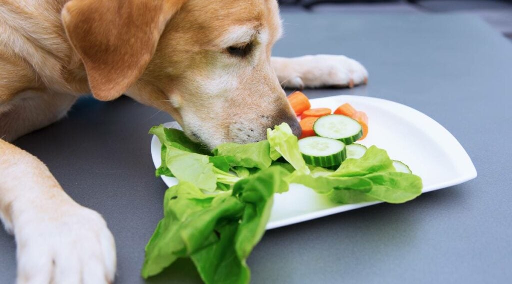 What Vegetables Can Dogs Eat? 15 Safe Veggies For Your Pup - Canine Journal