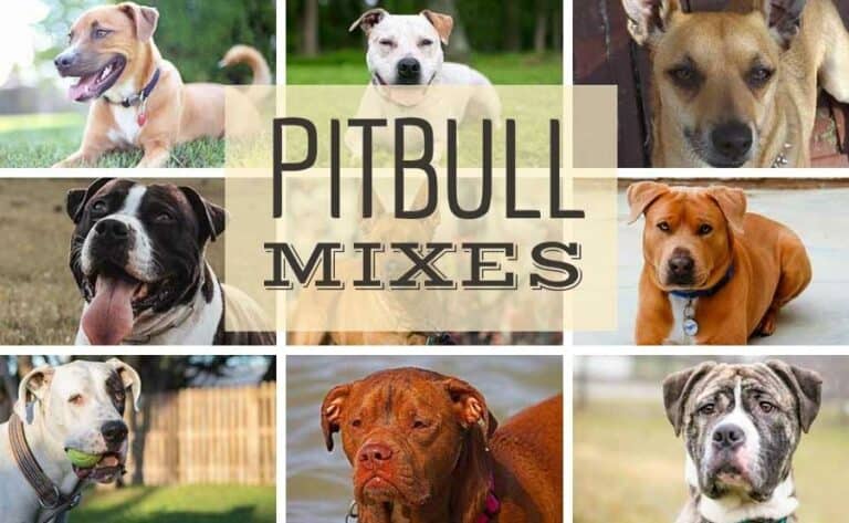 English Springer Spaniel Mixes: 25 Different & Intelligent Crossbreeds ...