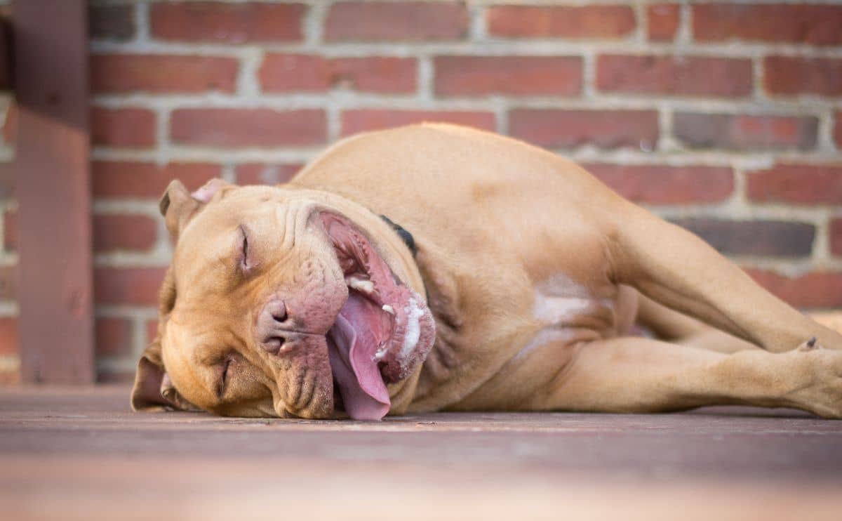 Genetic Time Bomb? The Truth About Exercise-Induced Collapse In Dogs