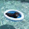 5 Best Dog Floaties For The Pool, Beach & More - Canine Journal