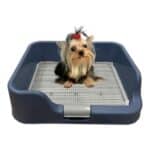 Best Dog Litter Boxes & Other Indoor Dog Potty Options - Canine Journal