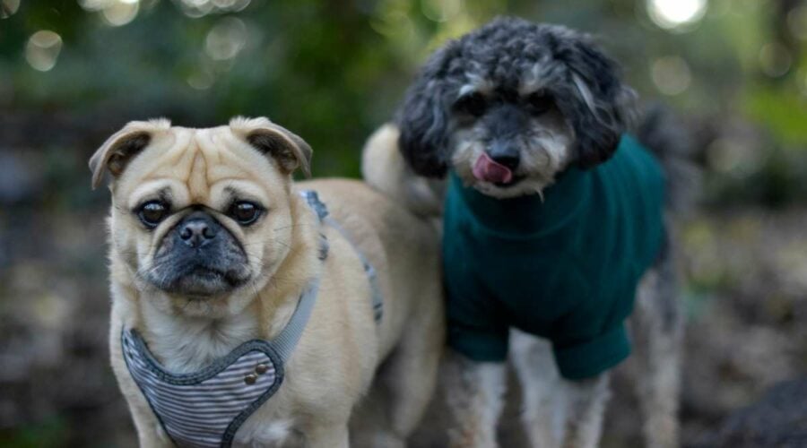 Jackapoo Breed Information: Facts, Traits, Pictures & More - Canine Journal