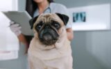 Best Pet Insurance For Pugs - Canine Journal