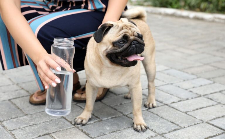 Yes, You Can Infect Your Pet—And Scientists Are Finally Studying How To ...