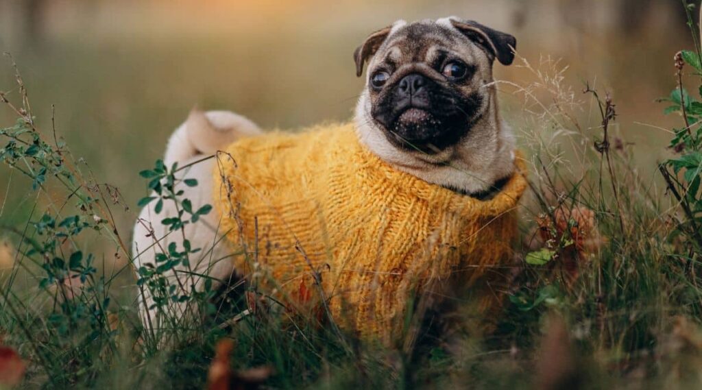 6 Free DIY Knitted Dog Sweater Patterns: Cable, Striped, Nordic & More ...
