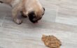 Why Do Dogs Eat Their Vomit? And How To Stop This Nasty Habit - Canine ...
