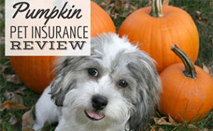 Pumpkin Pet Insurance Review: A New Pet Insurance Option ...