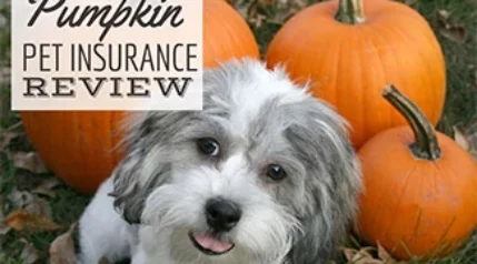 Pet Insurance Archives | Canine Journal
