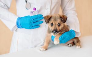 Puppy Deworming Schedule: How Puppies Get Worms, Symptoms, Prevention ...