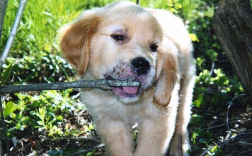 Puppy Strangles Treatment Cost (A Disease That Could Be Fatal)