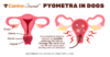 Pyometra In Dogs: Causes, Symptoms & Treatment - Canine Journal