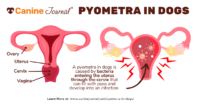 Pyometra In Dogs: Causes, Symptoms & Treatment - Canine Journal