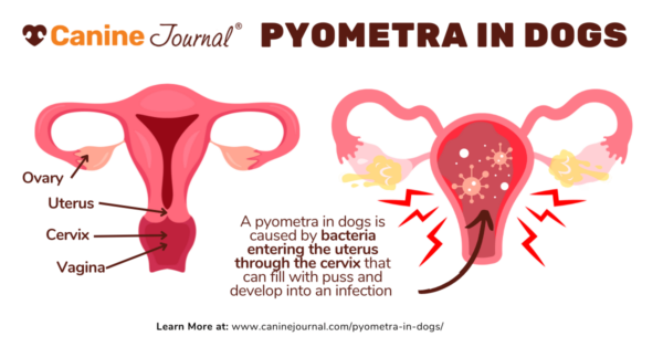 Pyometra In Dogs: Causes, Symptoms & Treatment - Canine Journal