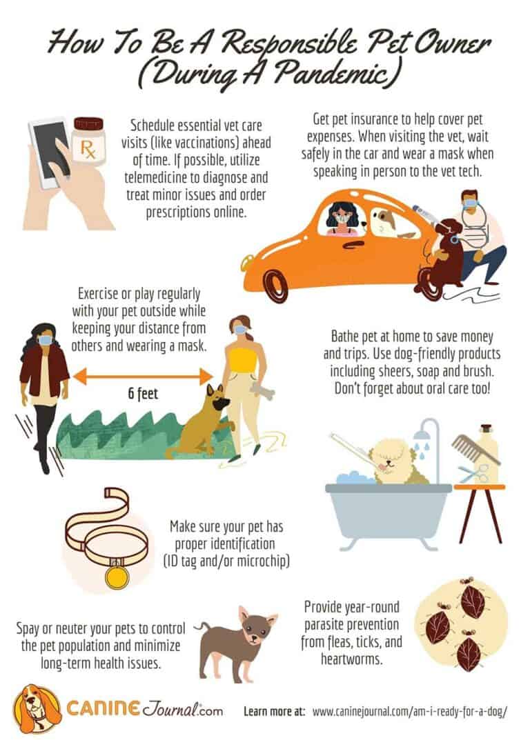 Am I Ready For A Dog? How To Be A Responsible Dog Owner