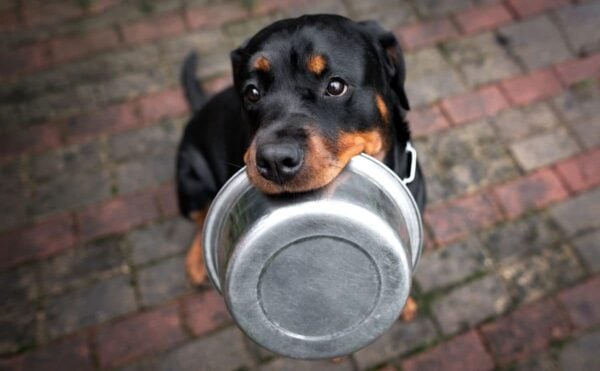 Rottweiler Health Issues: 10 Health Concerns For Rotties - Canine Journal