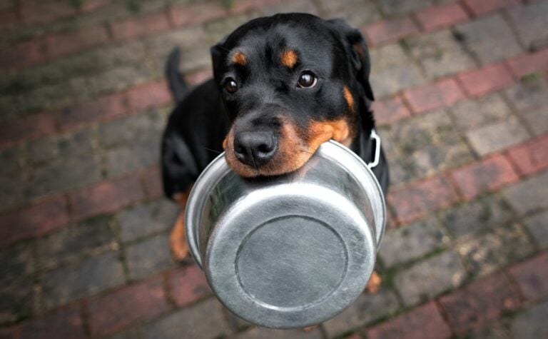 Rottweiler Feeding Chart: How Much To Feed Your Rottie Puppy - Canine ...
