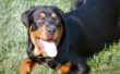 Rottweiler Guide: Learn About Their Temperament, Shedding, Size, Cost ...