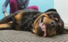 10 Rottweiler Health Issues Vets Wish You Knew Sooner - Canine Journal