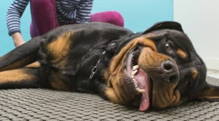 What Is Canine Bloat? Symptoms, Causes & Treatment | Canine Journal