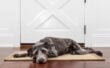 Why Dogs Sigh: The Drama Behind That Deep Breath